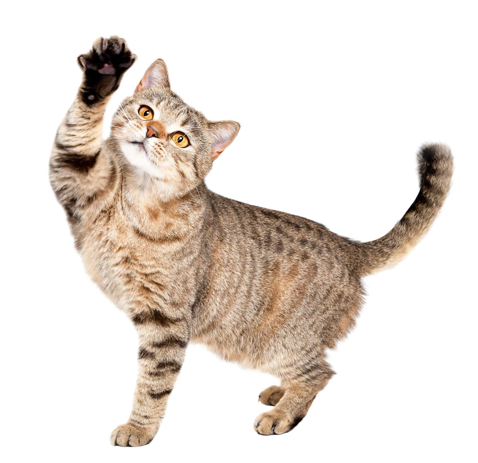 We have an experienced team of British qualified vets and nurses ...