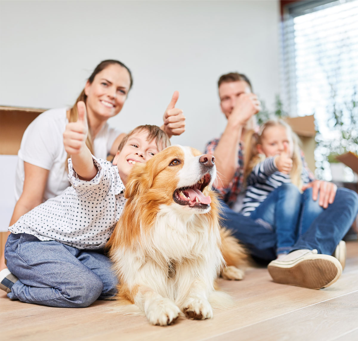 Home - British Veterinary Hospital