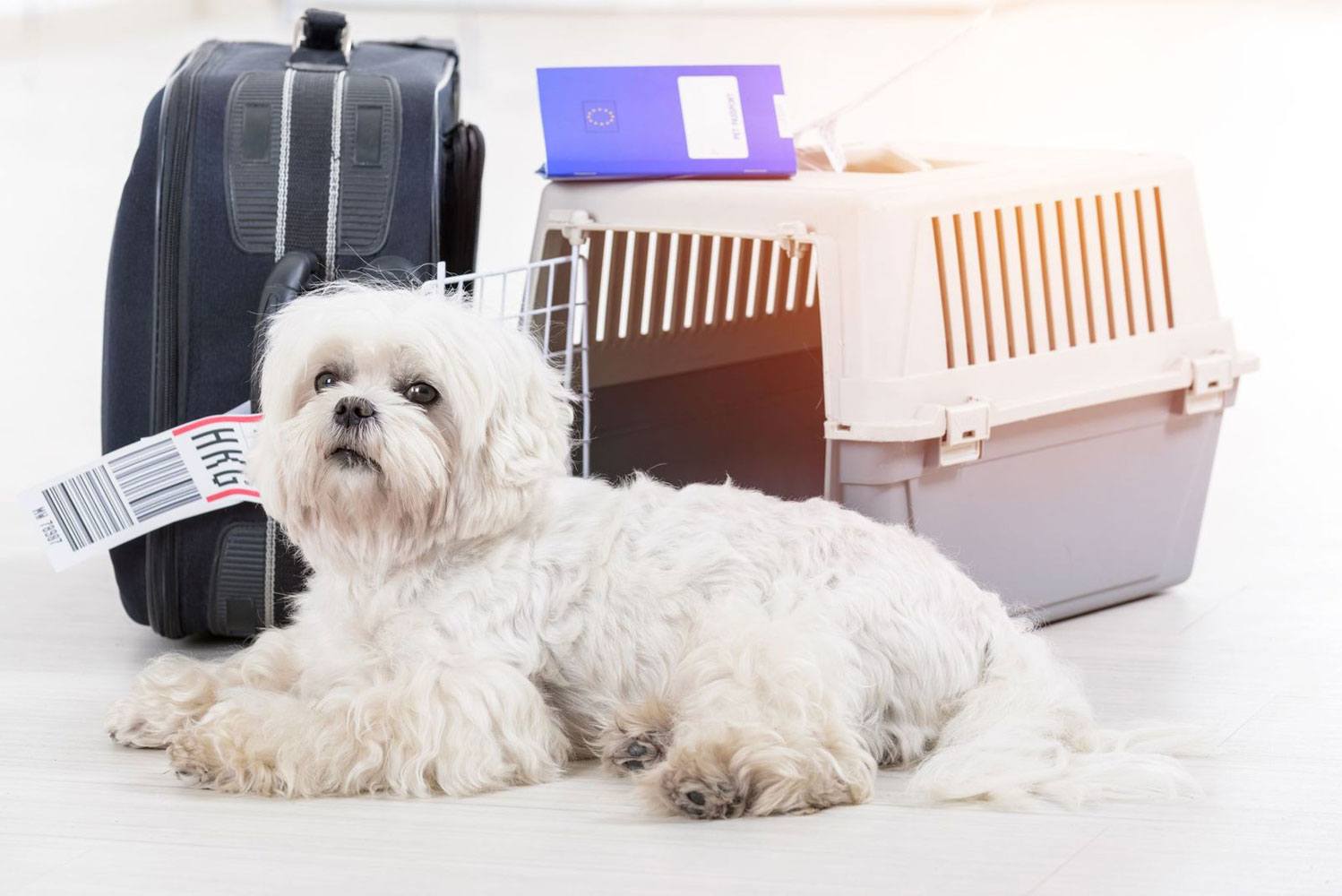Pet Relocation - British Veterinary Hospital