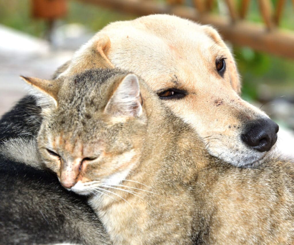 Coccidia - British Veterinary Hospital