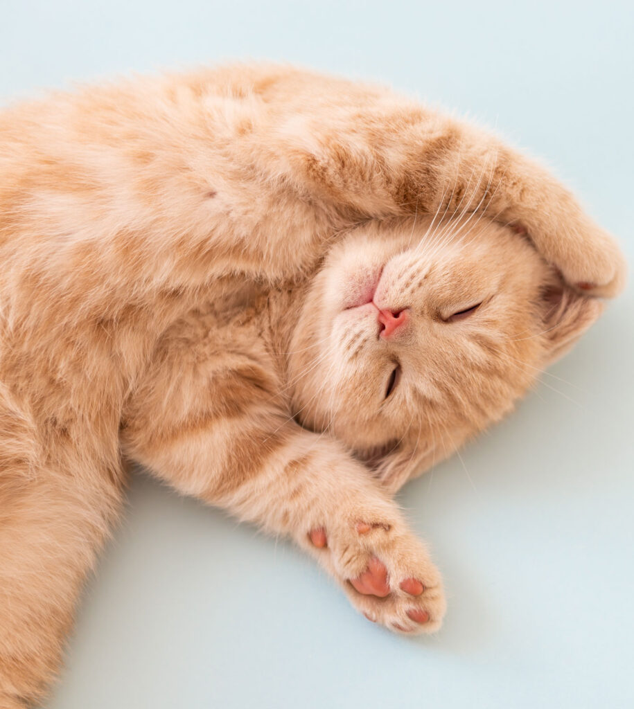 Feline Aortic Thromboembolism (FATE): What Every Cat Owner Should Know ...