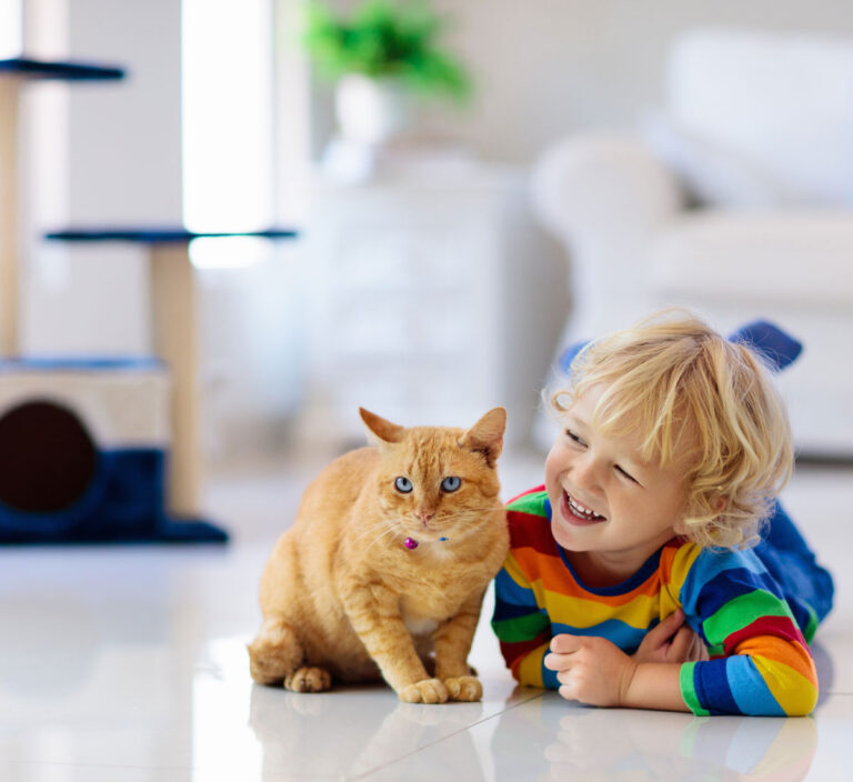 Feline Aortic Thromboembolism (FATE): What Every Cat Owner Should Know ...