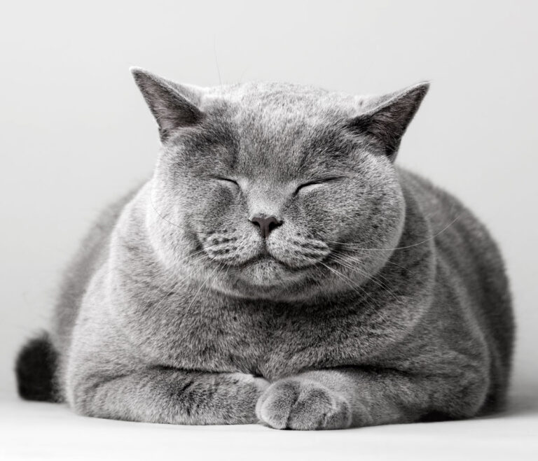 Feline Aortic Thromboembolism (FATE): What Every Cat Owner Should Know ...