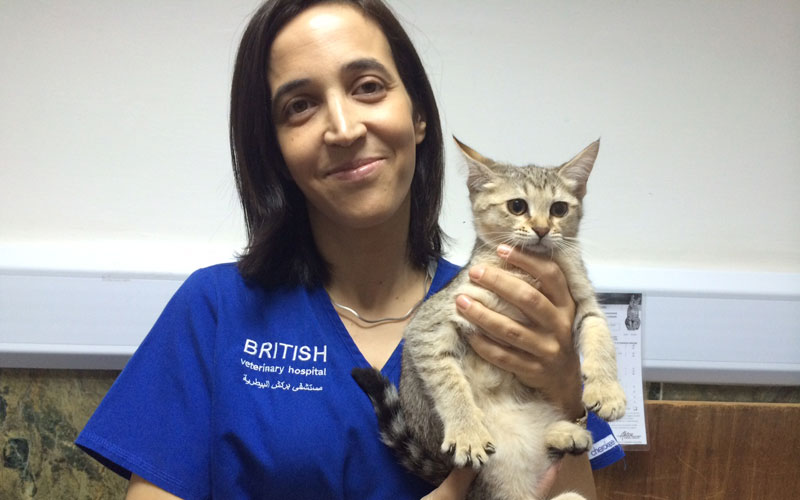 The Role of Registered Veterinary Nurses in Veterinary Practice ...