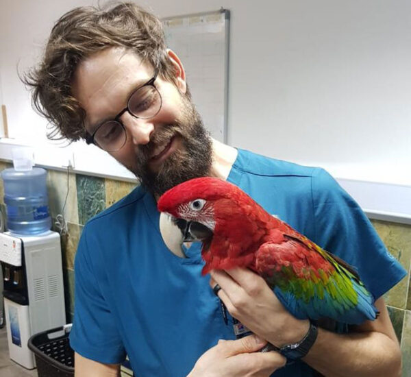 Avian Medicine at BVH: Expert Veterinary Care for Pet Birds in Dubai ...