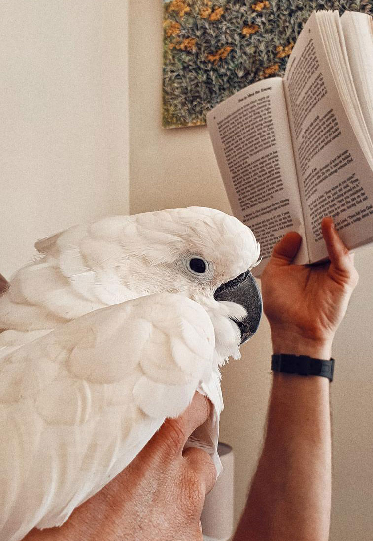 Avian Medicine at BVH: Expert Veterinary Care for Pet Birds in Dubai ...
