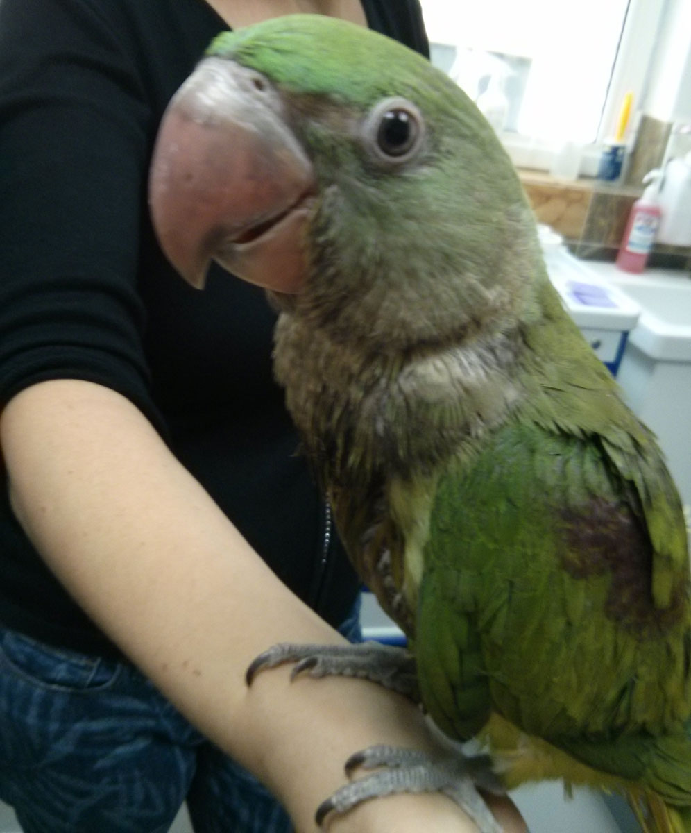 Avian Medicine at BVH: Expert Veterinary Care for Pet Birds in Dubai ...