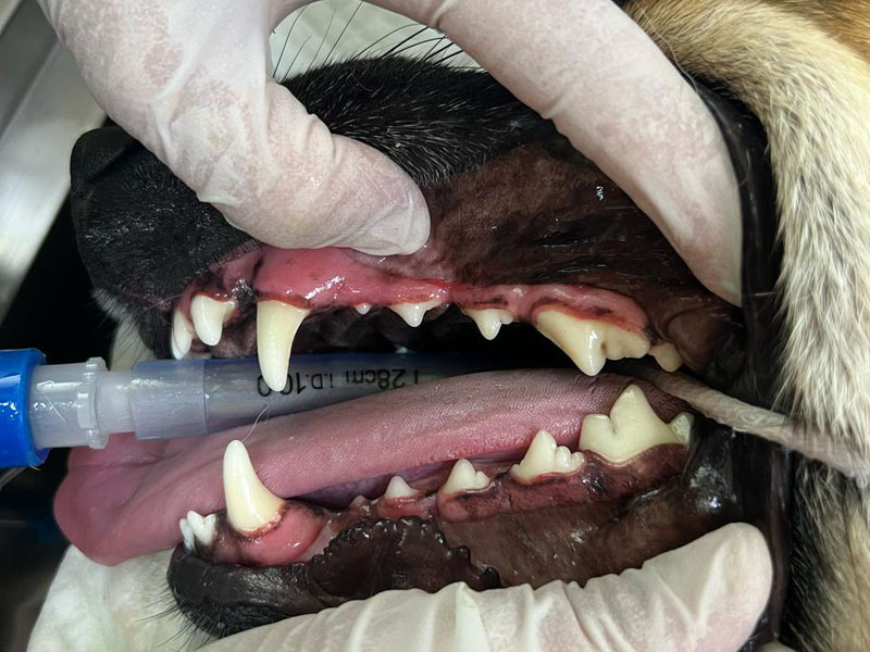 Dental Disease in Pets: Why Oral Health Matters - British Veterinary ...